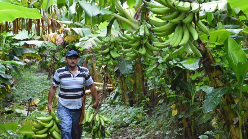 Minagri: 12 mil agricultores de Piura y Tumbes producirán banano ...