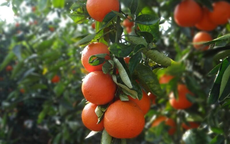 Campaña de tangelo inició con un incremento de 28% - Infomercado - Noticias