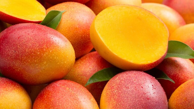 El Rey Mango de Piura: la fruta que no tiene competencia en el mundo ...