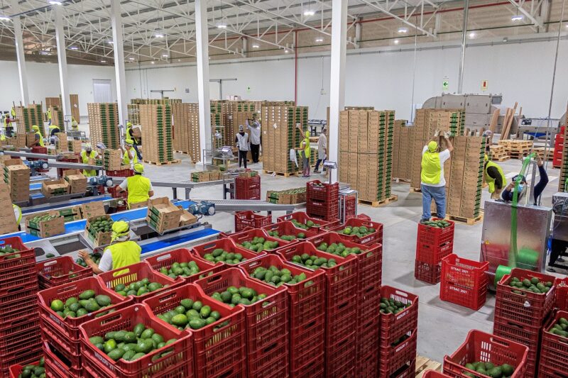 Conoce Medlog, la planta que empaca paltas de Olmos, mangos y uvas de ...