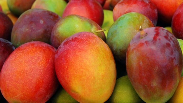 Mango piurano: Nuevo tratamiento sanitario facilita exportación a ...