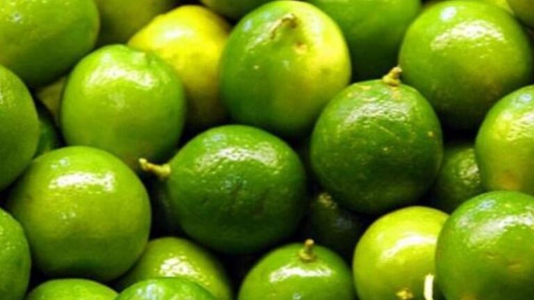 Limón Tahití representa el 70% de las exportaciones de limones peruanos ...