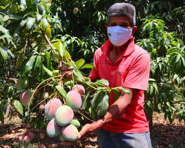 Perú exportó más de 240 mil toneladas de mango a más de 32 destinos ...