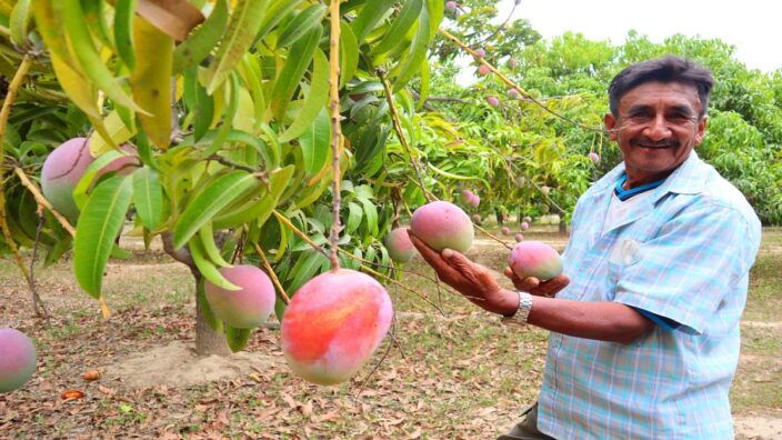 Perú exportó más de 240 mil toneladas de mango a más de 32 destinos ...