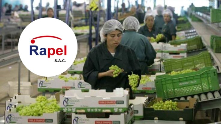Rapel fue la empresa líder en exportaciones de uvas durante el 2022 ...