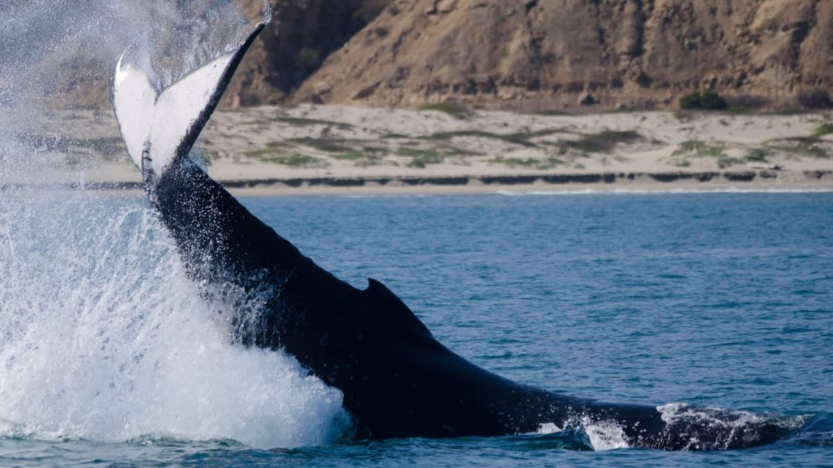 Avistamiento de Ballenas: ¿Desde cuándo y en dónde disfrutar de este espectáculo?