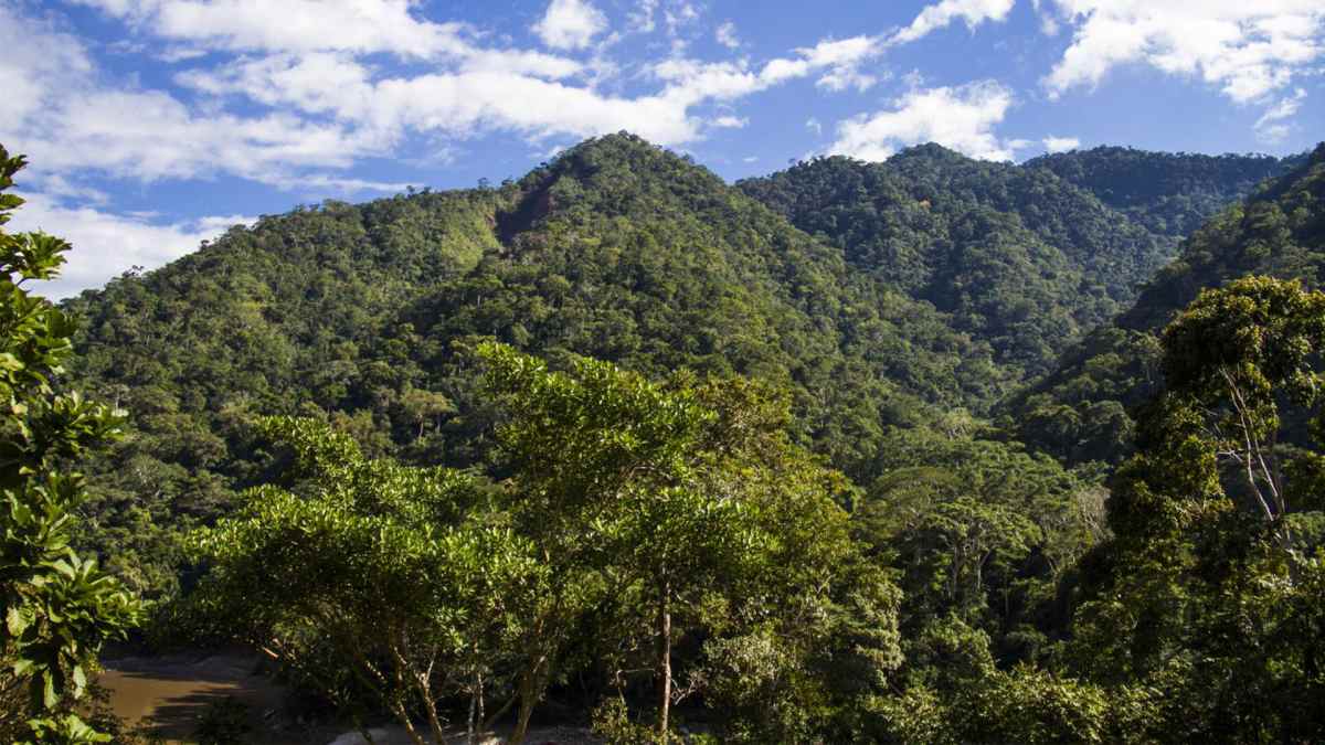 ¿Cuánto exportaron las regiones de la selva peruana en el primer ...