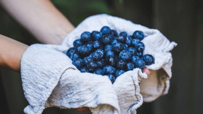 Inka's Berries proyecta alcanzar los 5.5 millones de kilos enviados