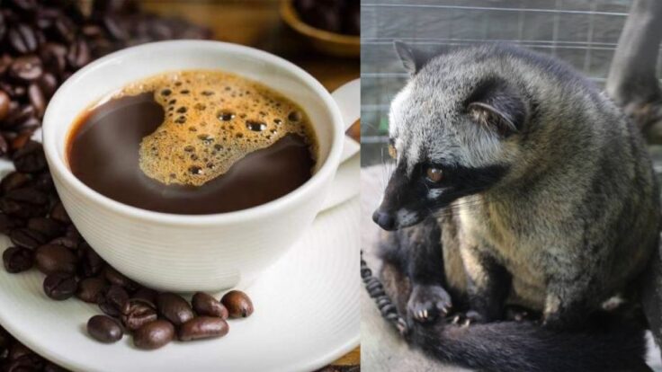 Kopi Luwak: ¿Por qué este café, que proviene de las heces de un animal ...