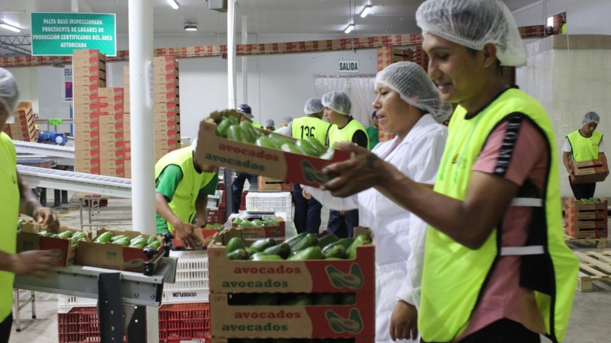 Verdeflor invertirá US$200 mil en plantas frigoríficas