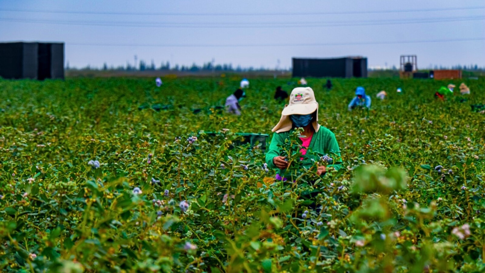 Proyecto Olmos a puertas de sus 20 años: Un análisis de su impacto en ...