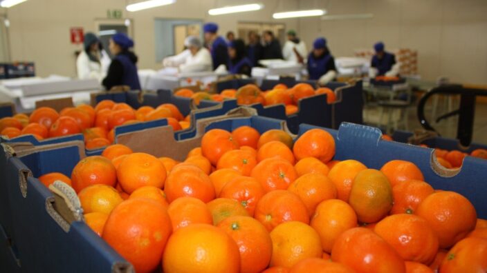 Perú aumenta sus exportaciones de naranjas en un 187% durante julio de ...