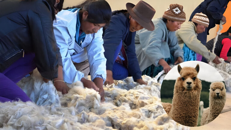 Fibra de alpaca peruana gana terreno a nivel mundial - Infomercado ...
