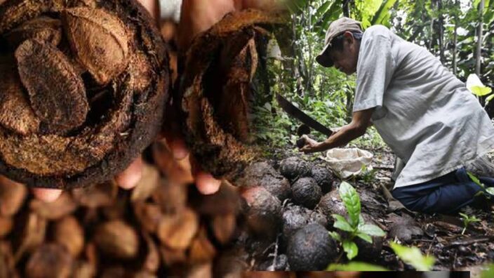 Nuez Amazónica: El tesoro escondido de Madre de Dios
