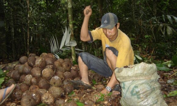 Nuez Amazónica: El tesoro escondido de Madre de Dios