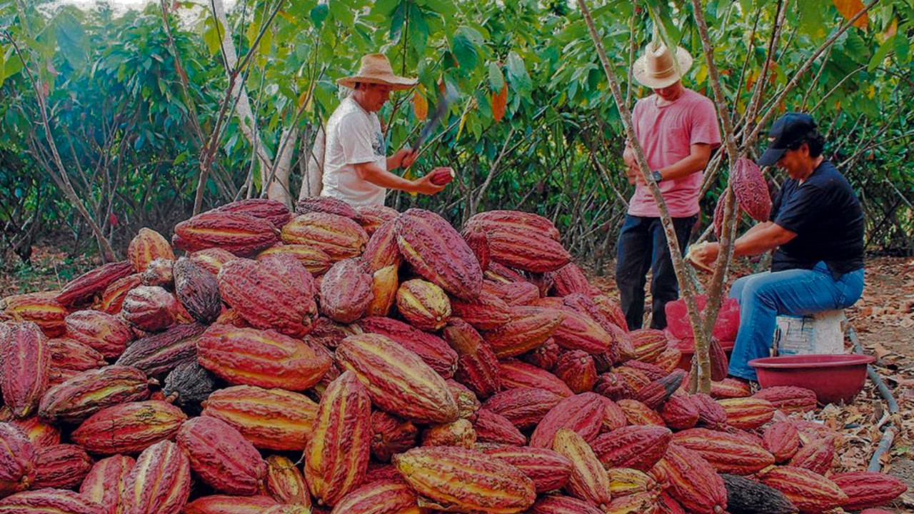 Agrobanco invierte más de S/270 millones para impulsar el cultivo de cacao