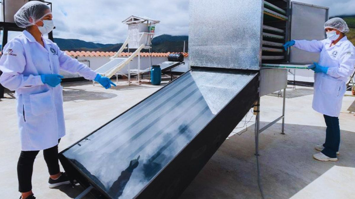 Secador solar híbrido con GLP reduce en un 35% el tiempo de secado de ...