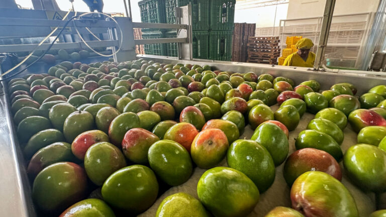 Norandino exporta por primera vez mango orgánico a Países Bajos ...